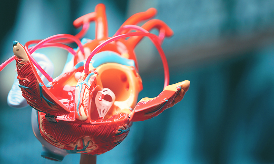 Comprehensive Heart and Vascular Services | Southern Illinois Healthcare